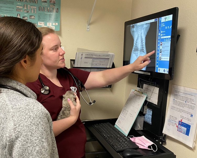 Everything You Need to Know About Pet Echocardiograms - Metro Paws ...